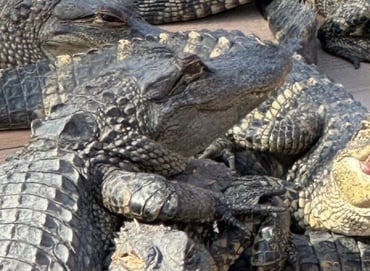 Smugglers Cove | Alligator Habitats